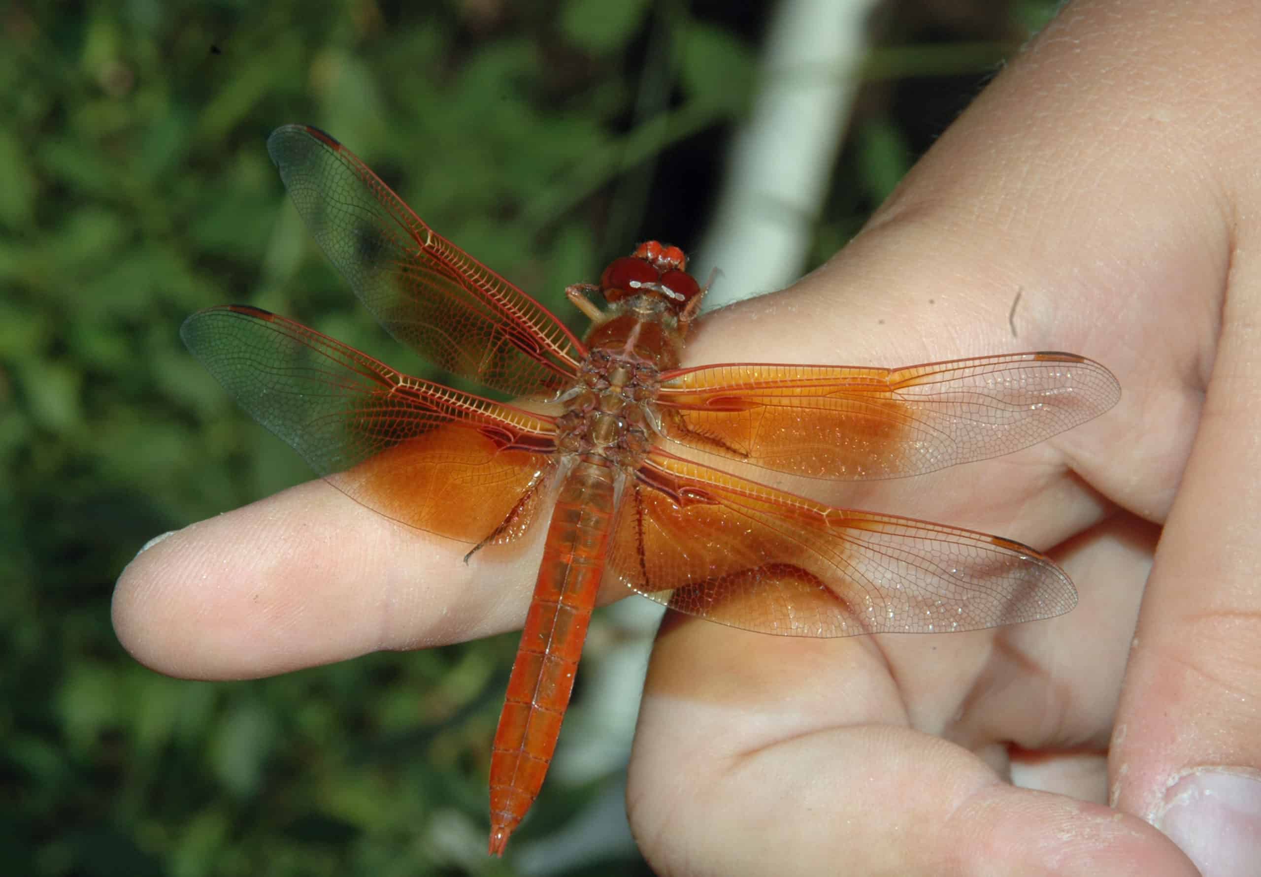 Bugs are important to our planet - YardSmartMarin