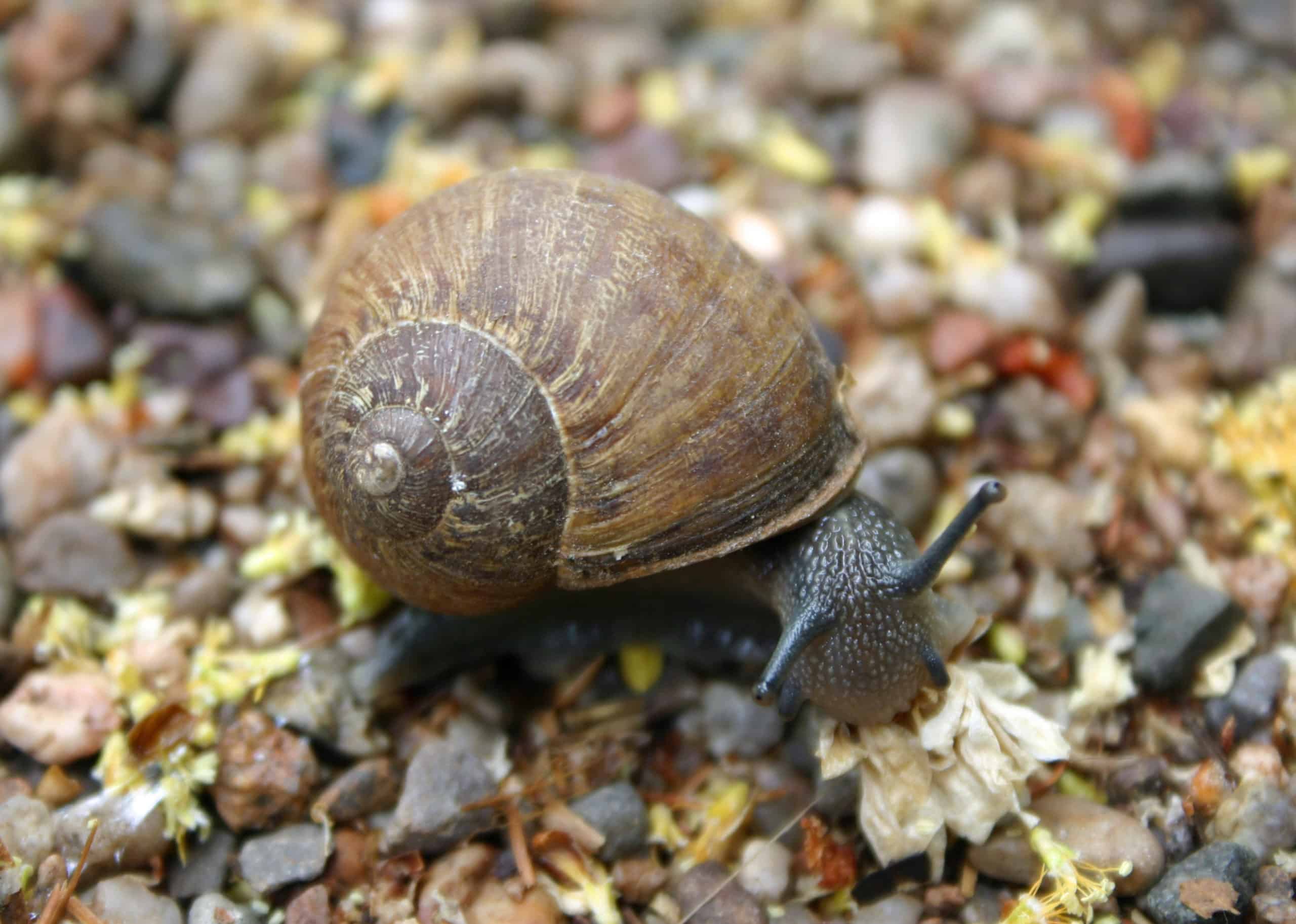 It’s National Spinach Day - YardSmartMarin