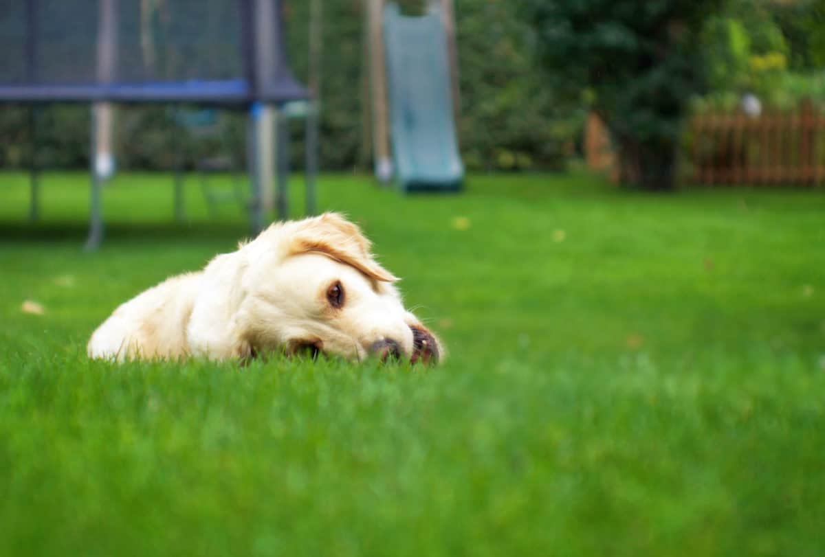 Protect your pets! - YardSmartMarin