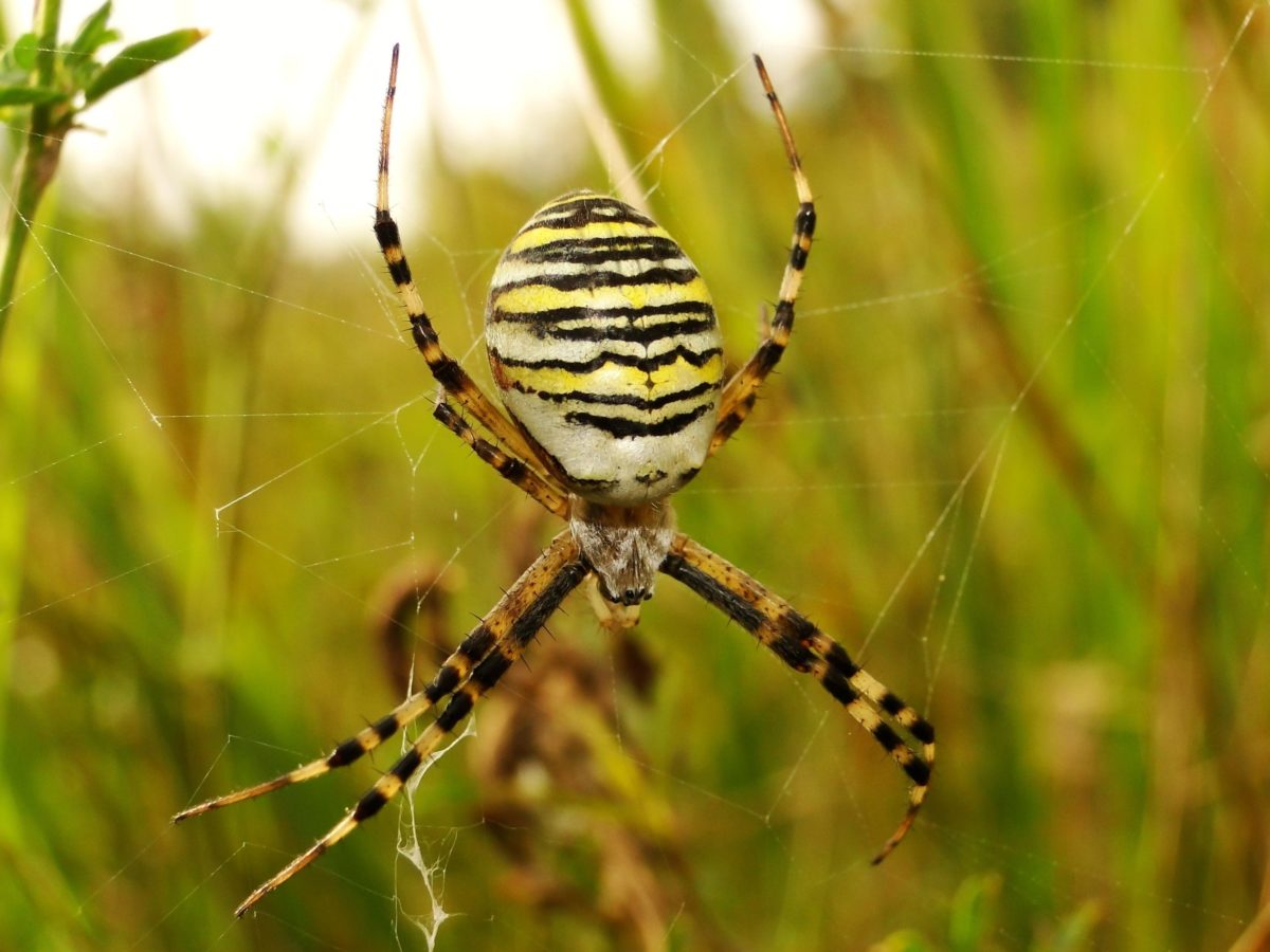 Look for this gorgeous spider in the garden - YardSmartMarin
