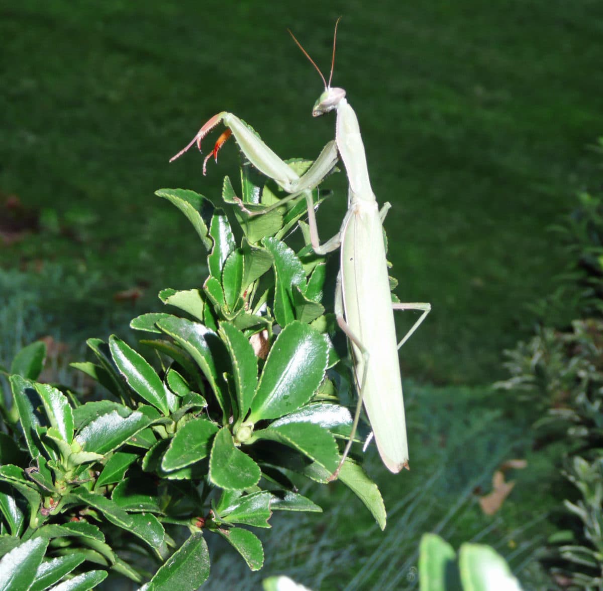 What Plants Are Good For Praying Mantis at Jennie Wilson blog