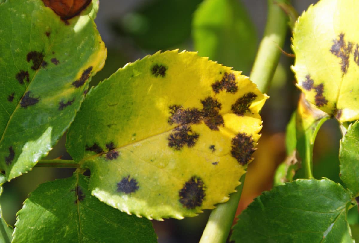 A Dastardly Duo of Diseases that can Plague your Roses - YardSmartMarin