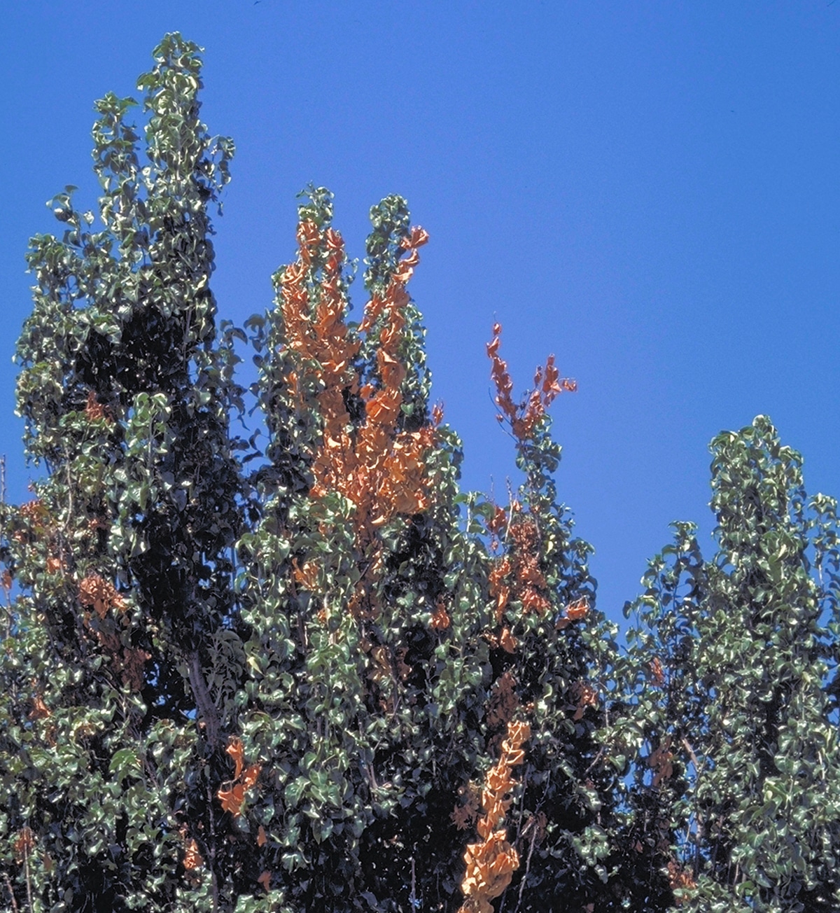 Could it be Fire Blight? - YardSmartMarin