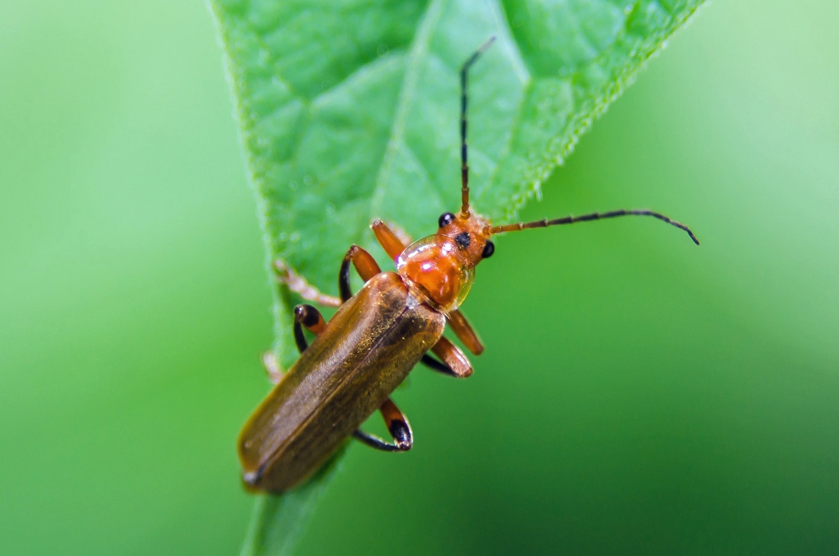 Bugs - Pesticides are Overkill - YardSmartMarin