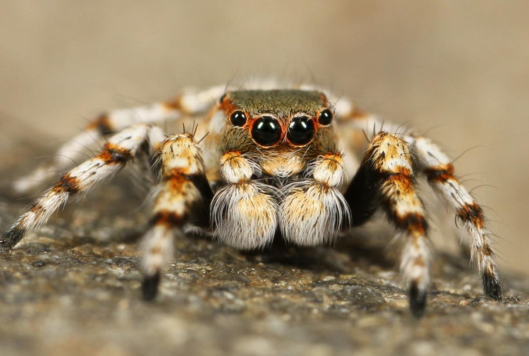 Bugs - Pesticides are Overkill - YardSmartMarin