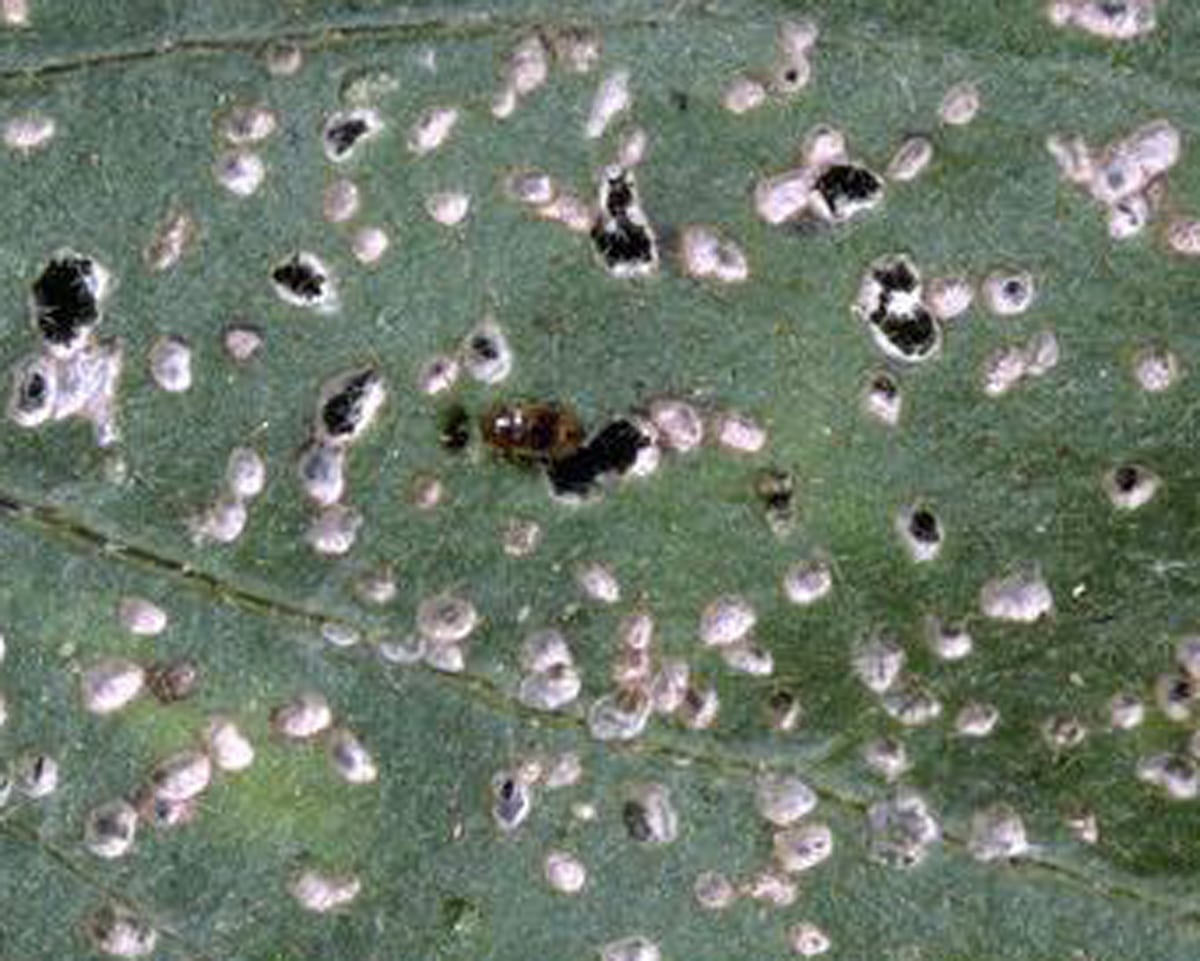 What’s Jumping in That Rose? - YardSmartMarin