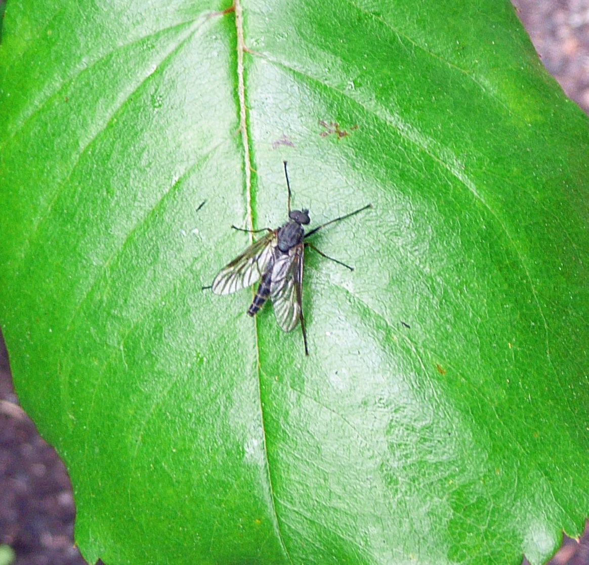 Know your Flies! - YardSmartMarin