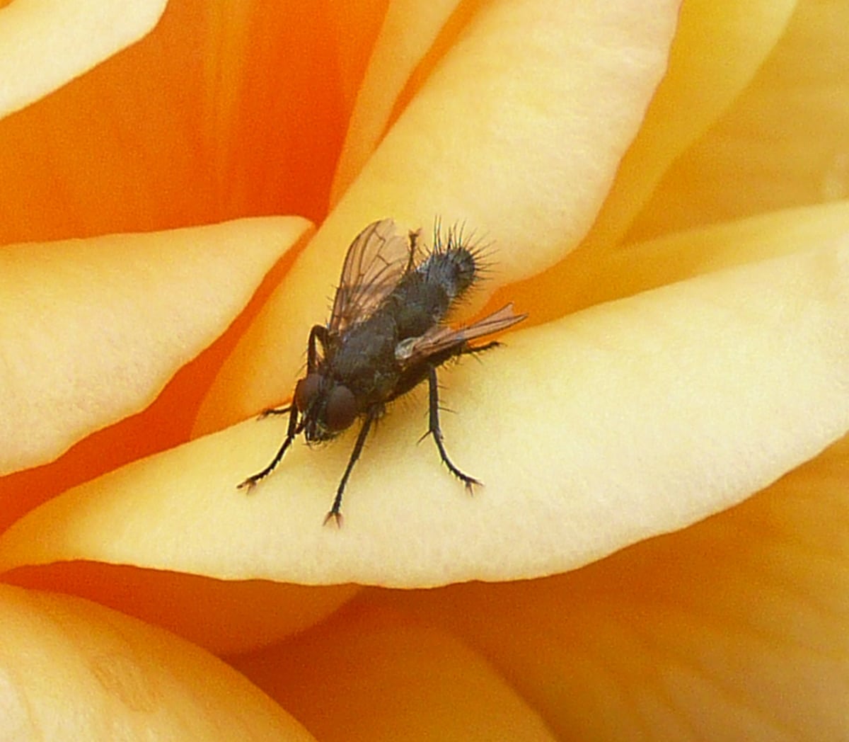 Know your Flies! - YardSmartMarin