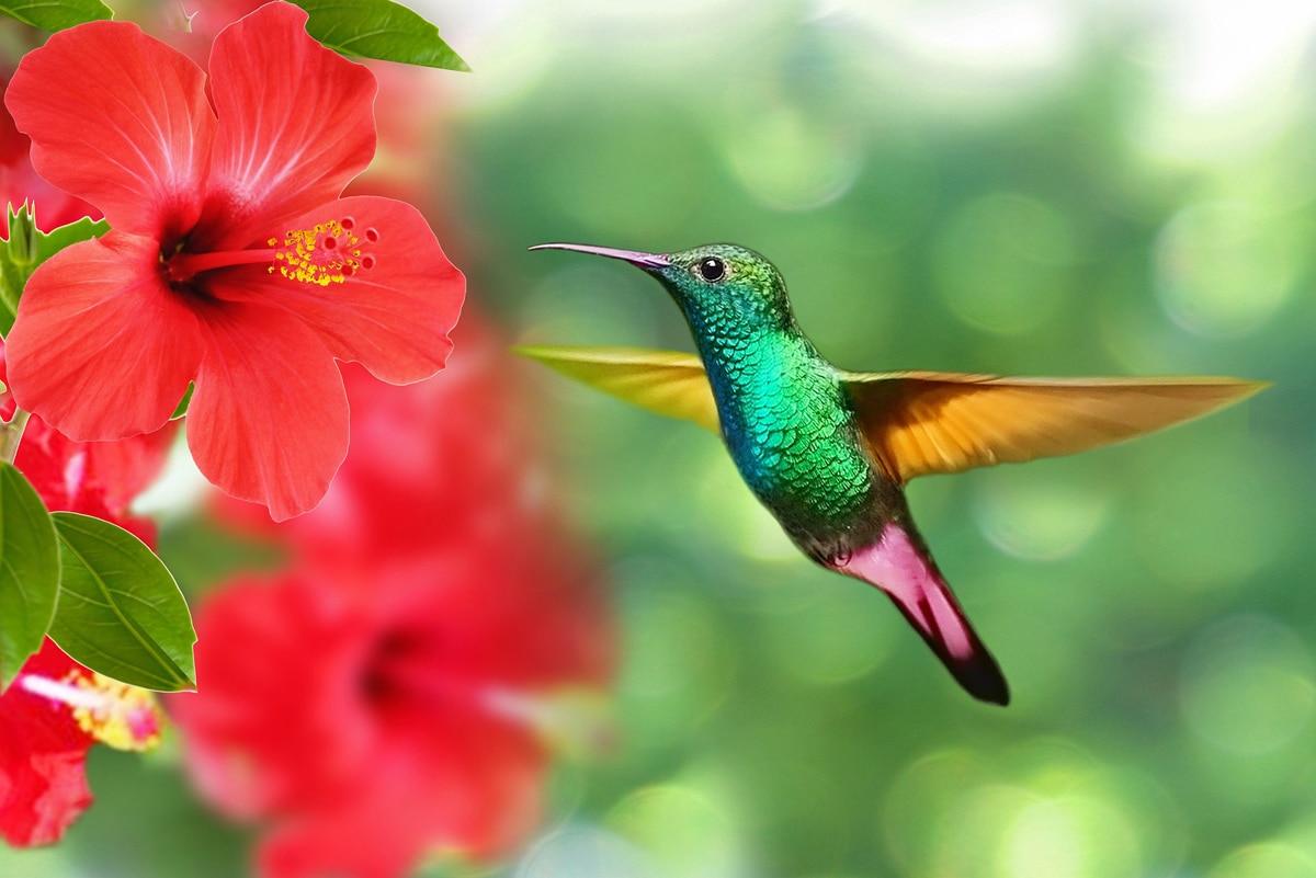 Protect our Amazing Hummingbirds - YardSmartMarin