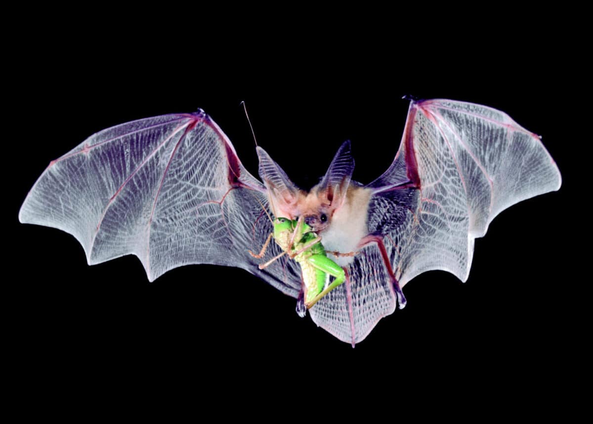 Bats get a Bad Rap! - YardSmartMarin