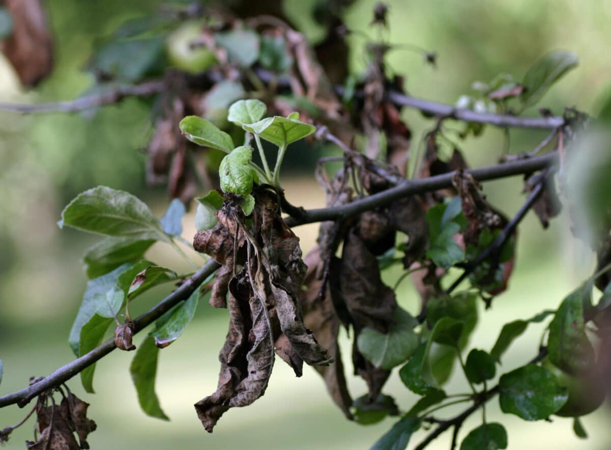 Could it be Fire blight? - YardSmartMarin