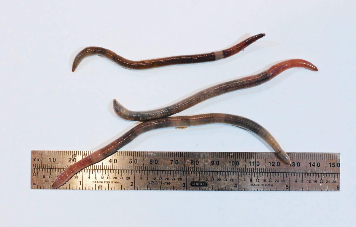 Be on the lookout for this invasive worm - YardSmartMarin