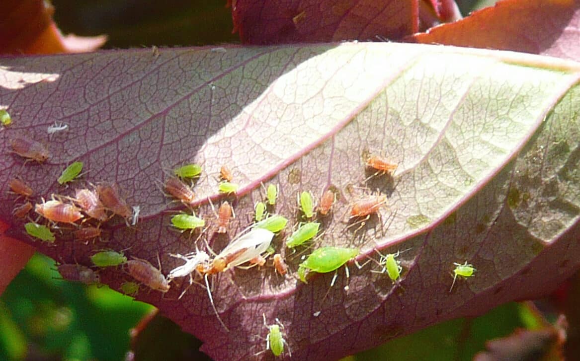 The Sucking Pests of Spring - YardSmartMarin