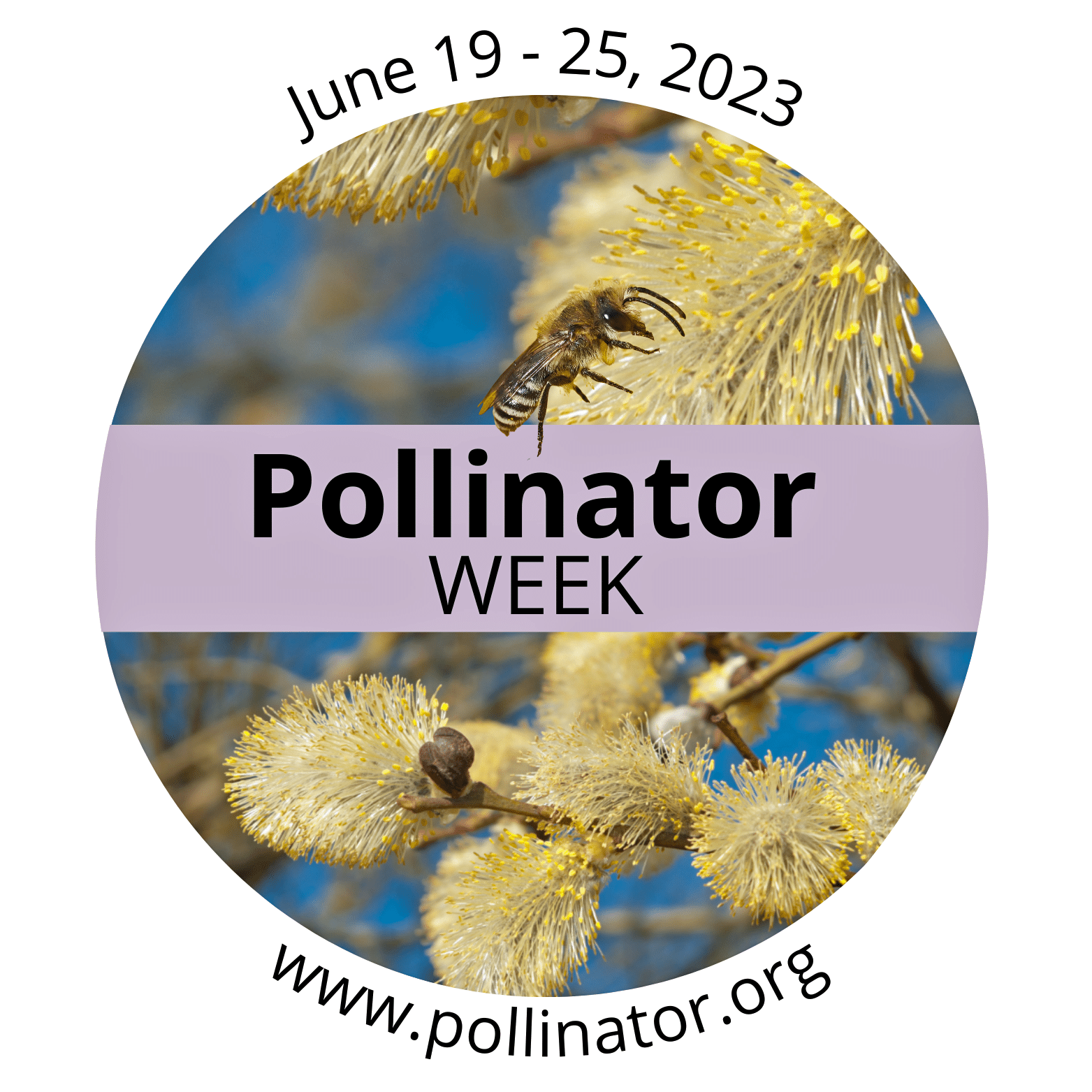 It’s National Pollinator Week! - YardSmartMarin