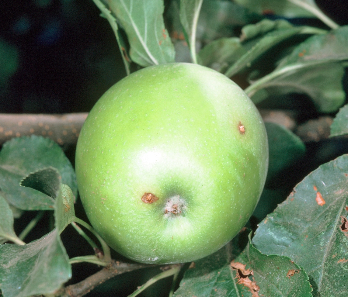 A Worm in the Apple - YardSmartMarin
