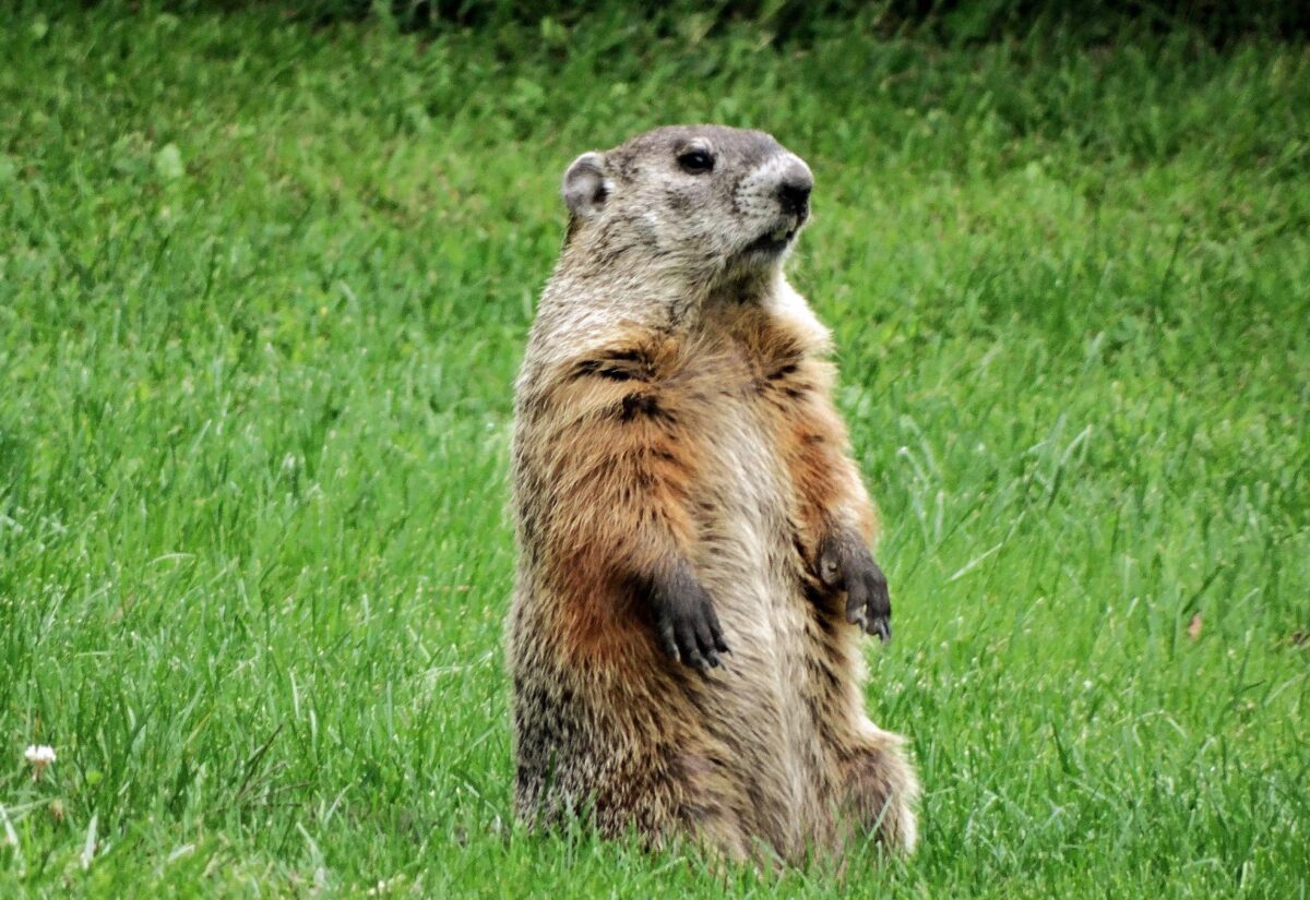 Groundhog Day - YardSmartMarin