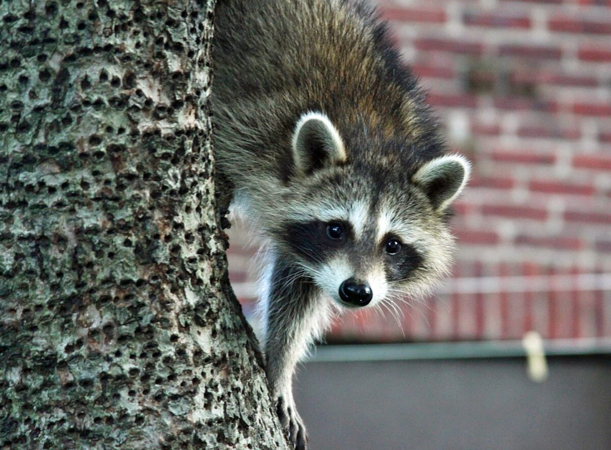 An Easy New Tool to Help ID Animal Pests - YardSmartMarin