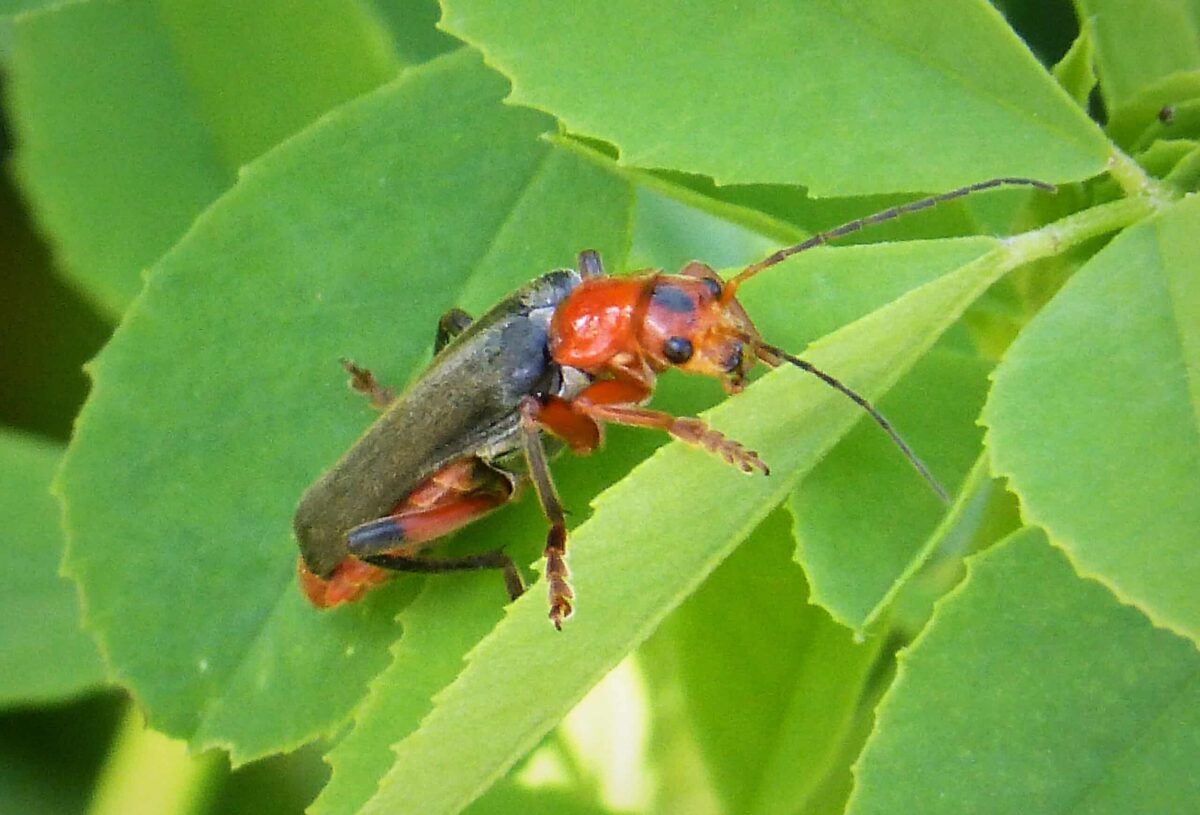 Protect your Garden Predators! - YardSmartMarin