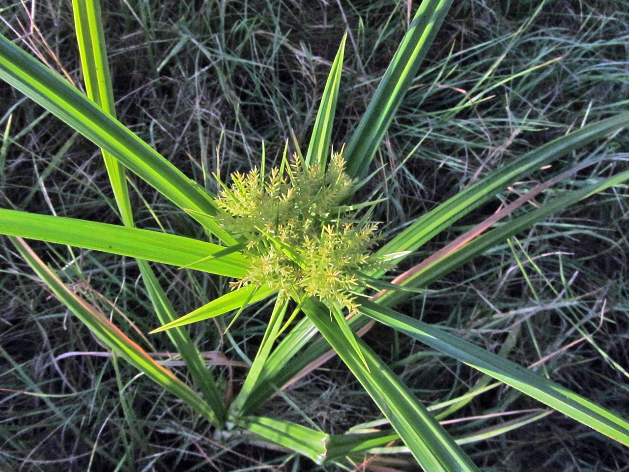 Taming those Pesky Weeds - YardSmartMarin