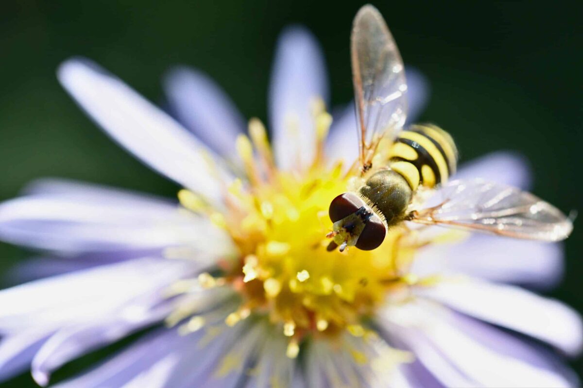 Meet the Natural Enemies - YardSmartMarin