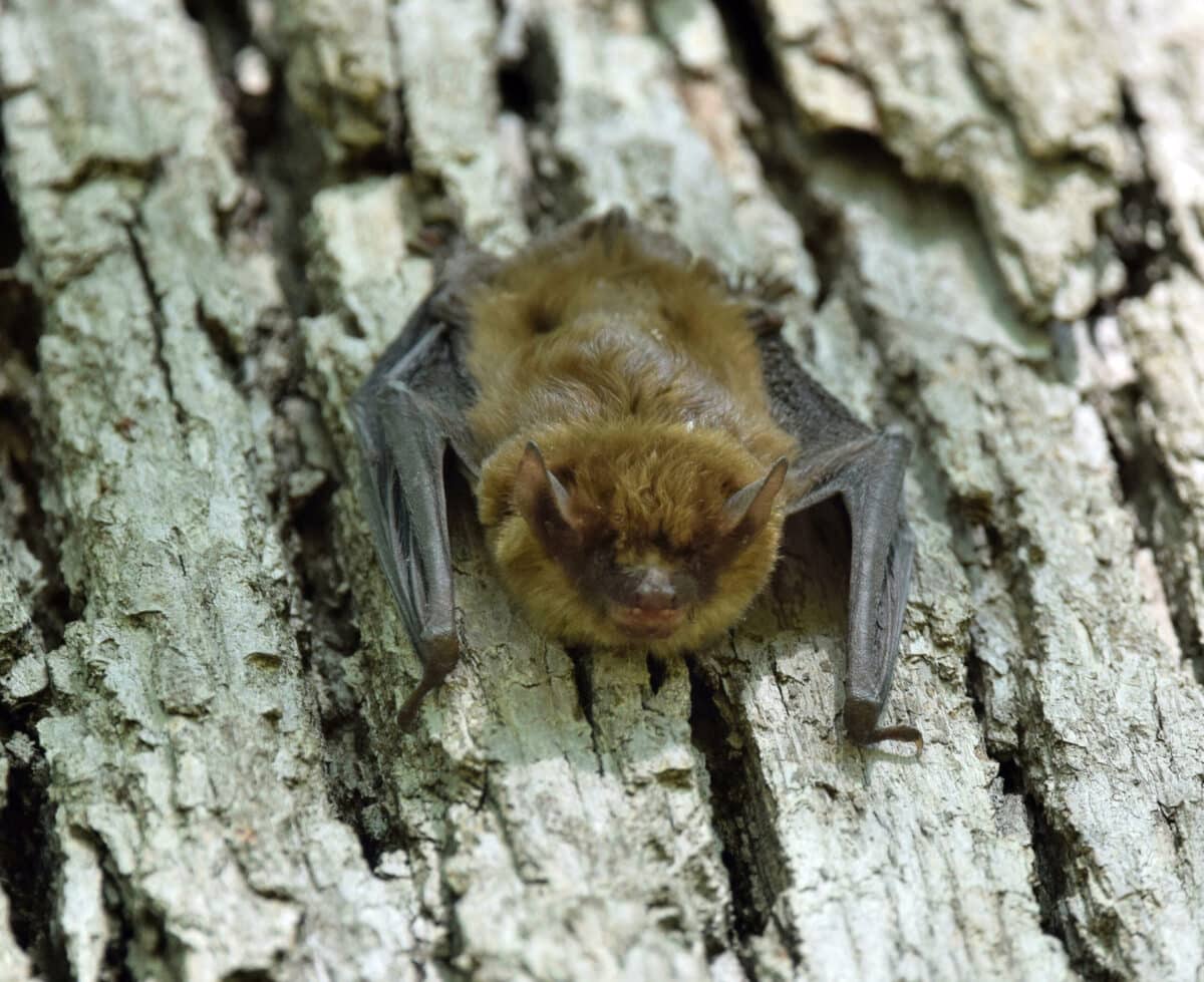 Flying Pest Control - YardSmartMarin