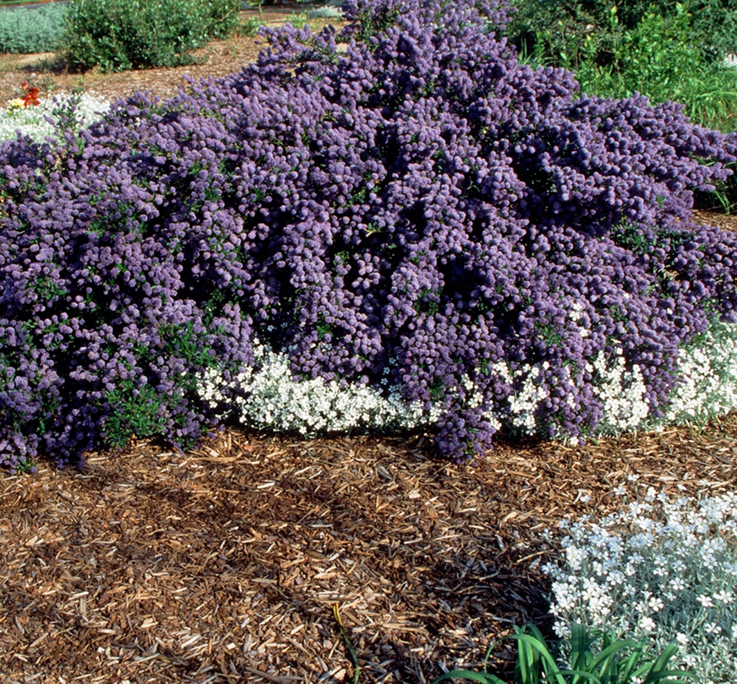 Mulch gives you a big bang for your buck! - YardSmartMarin